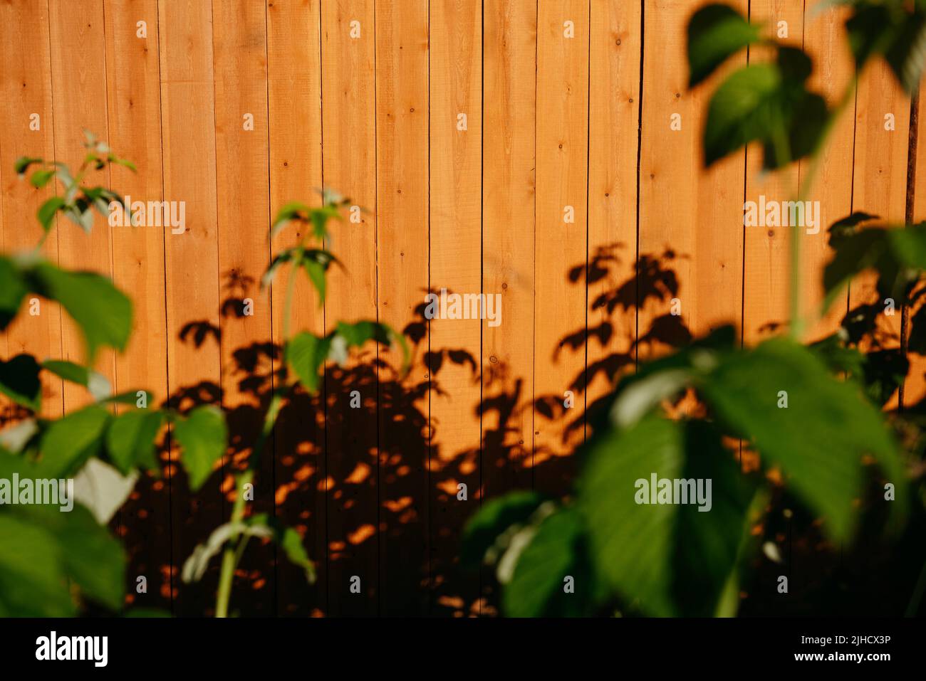 The shadow of raspberry bushes on a wooden wall. Abstract background ...