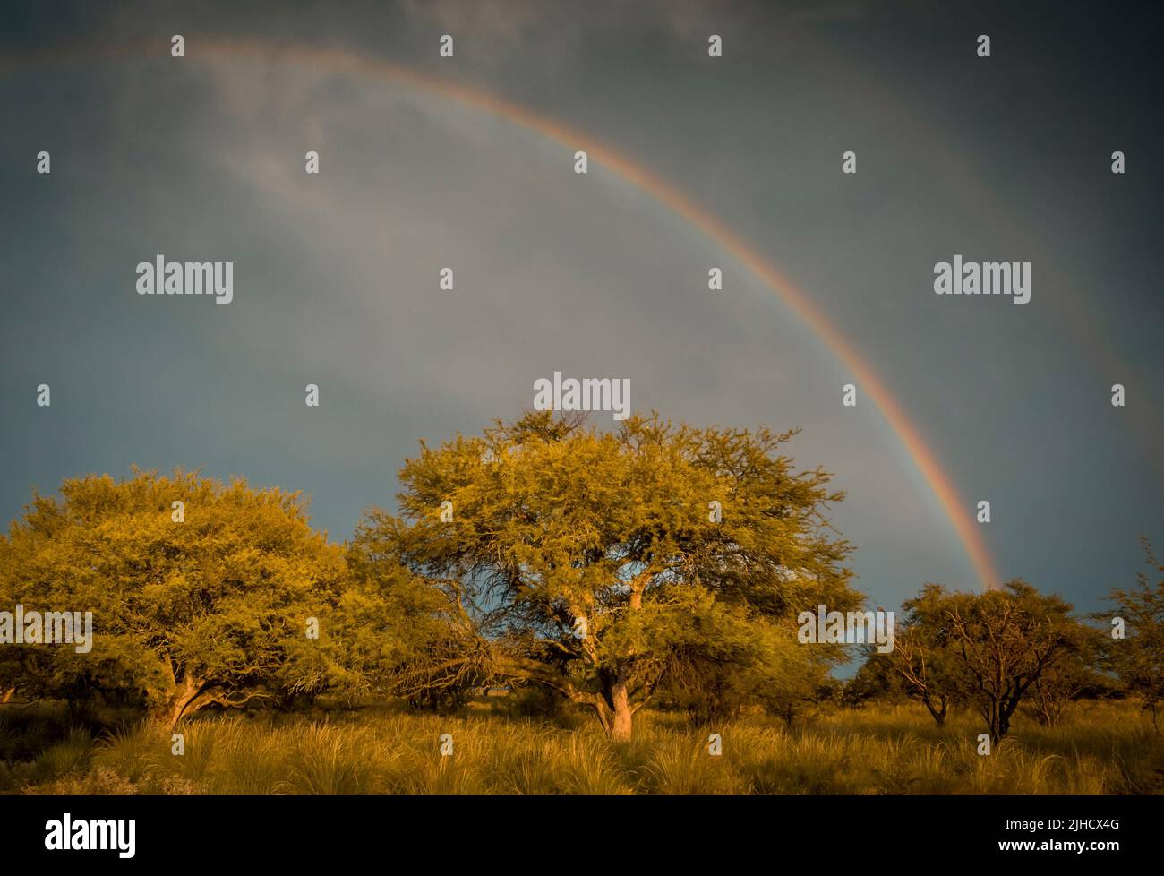 Calden tree, Prosopis Caldenia, in Pampas environment, La Pampa ...