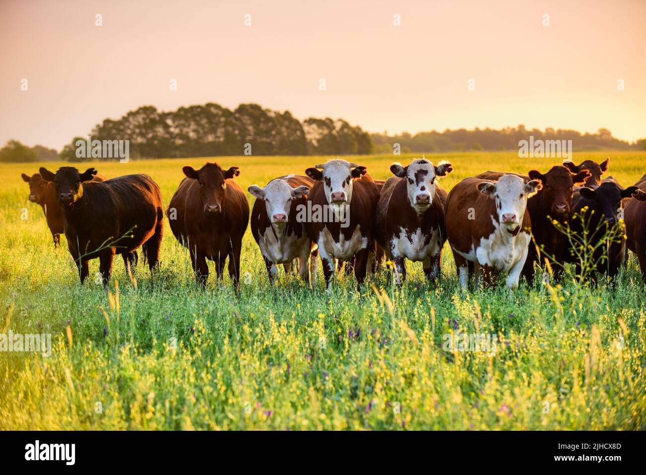 Cattle herd in Pampas Countryside, Animals raised on natural pastures ...