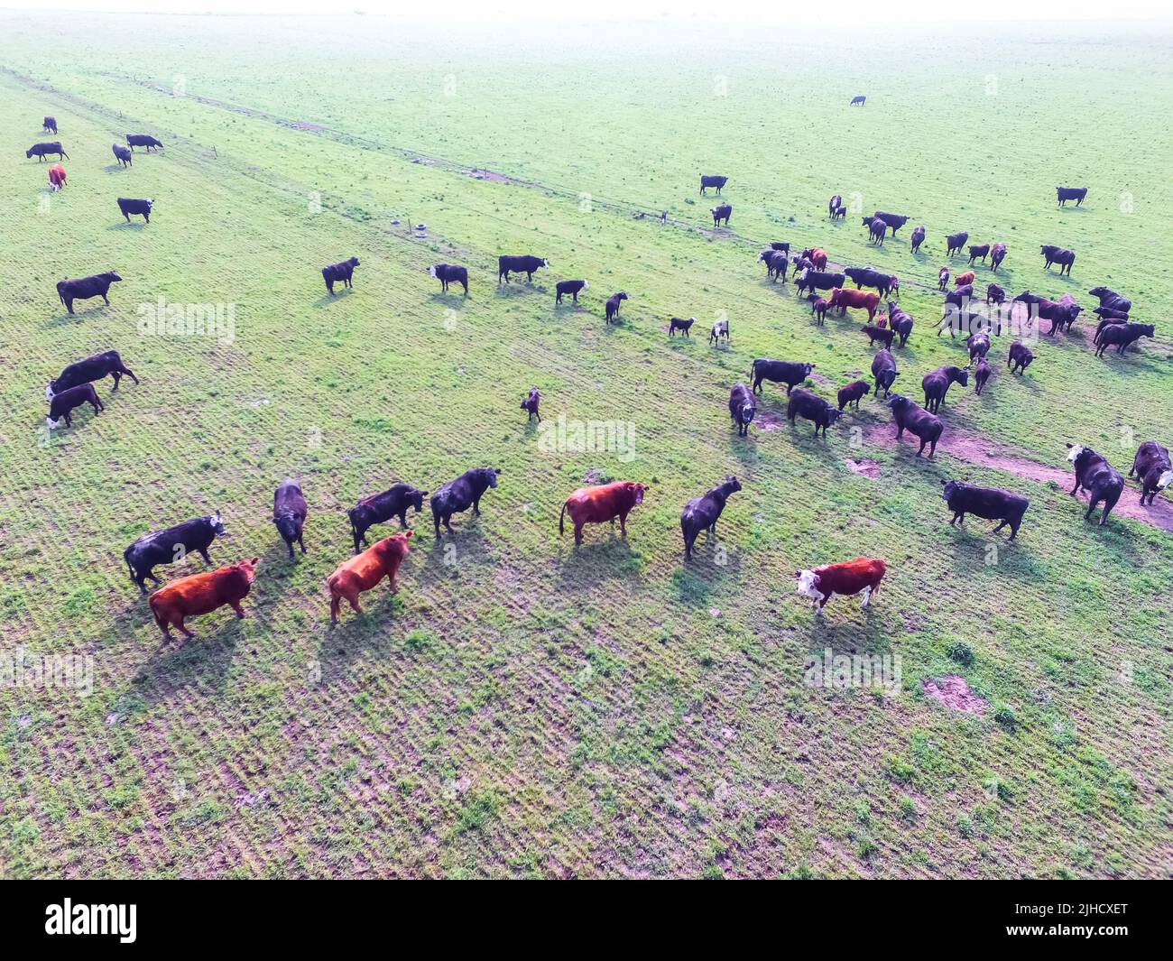 Cows raised with natural pastures, meat production in the Argentine ...
