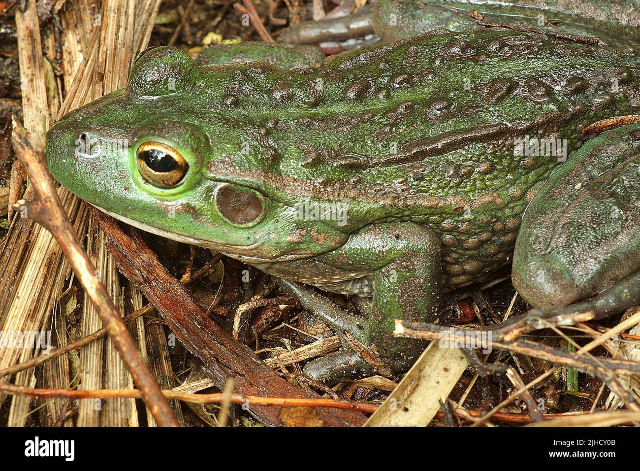 Southern bell frog (Ranoidea raniformis Stock Photo - Alamy