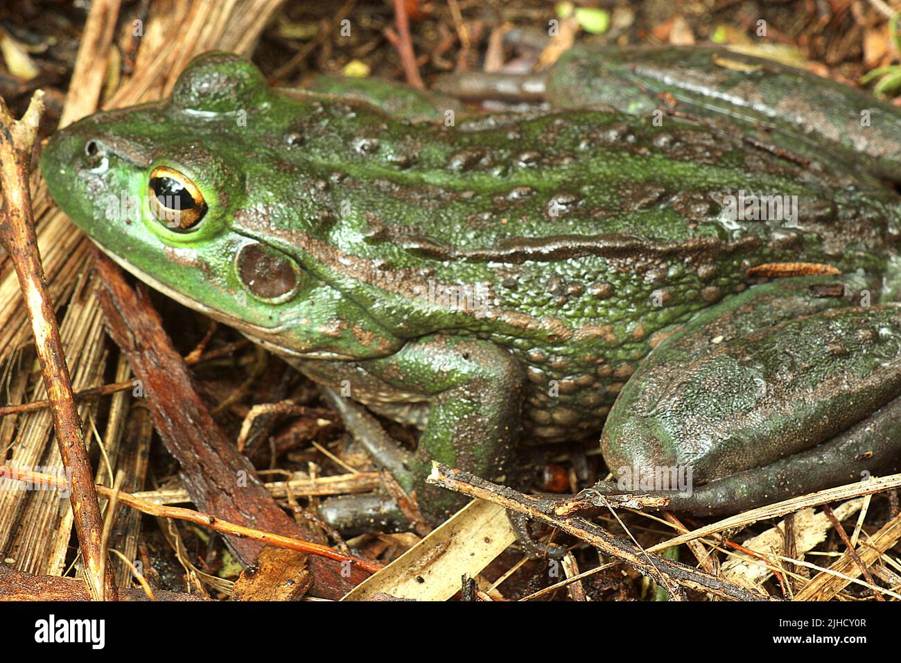 Southern bell frog hi-res stock photography and images - Alamy