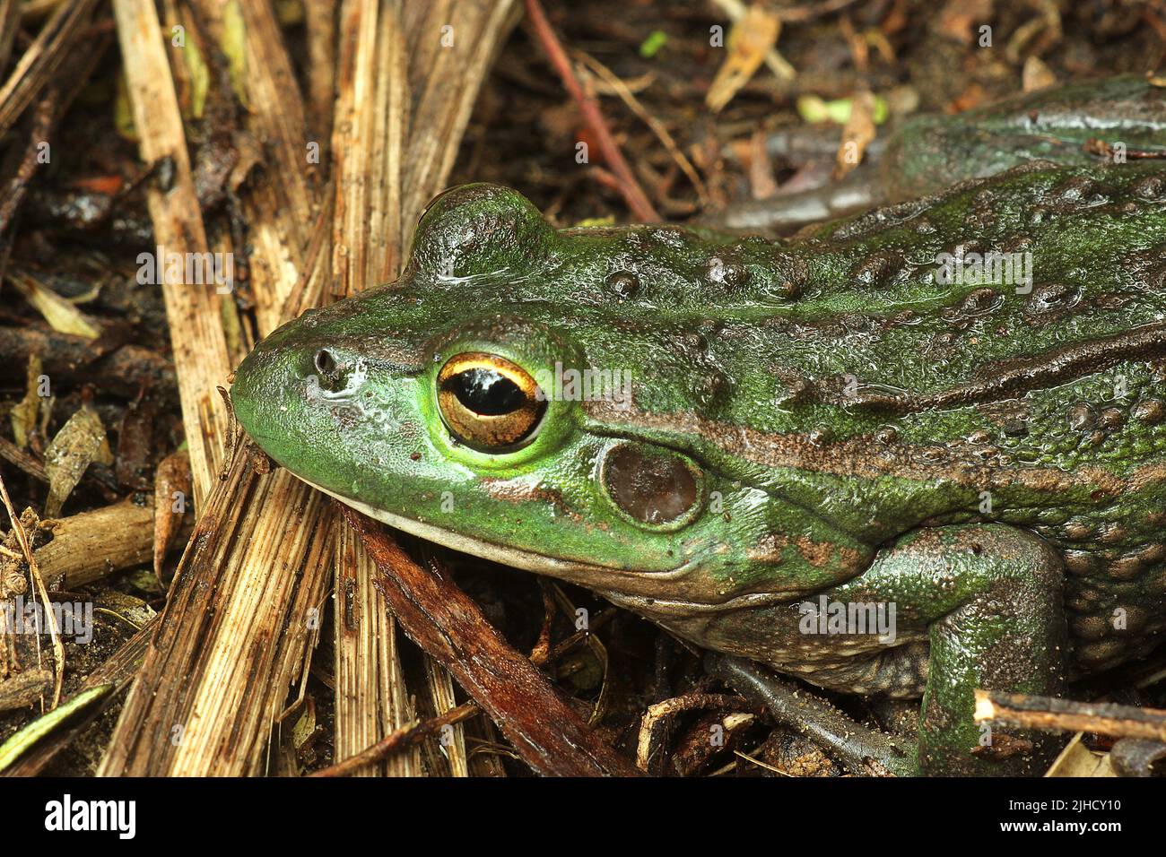 Southern bell frog (Ranoidea raniformis Stock Photo - Alamy