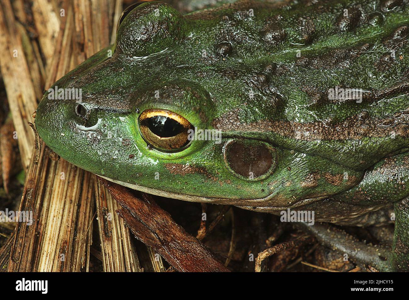 Ranoidea raniformis hi-res stock photography and images - Alamy