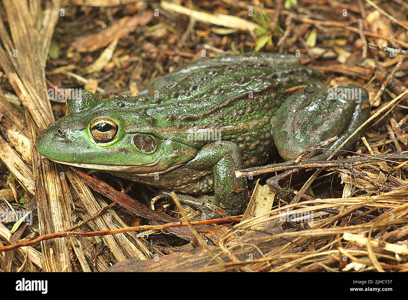 Southern bell frog (Ranoidea raniformis Stock Photo - Alamy
