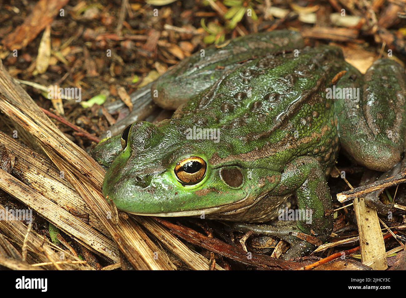 Southern bell frog (Ranoidea raniformis Stock Photo - Alamy
