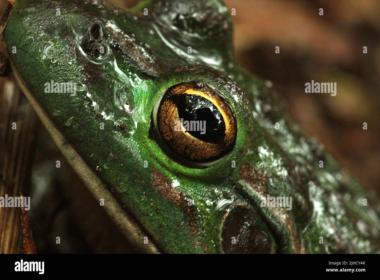 Southern bell frog (Ranoidea raniformis Stock Photo - Alamy