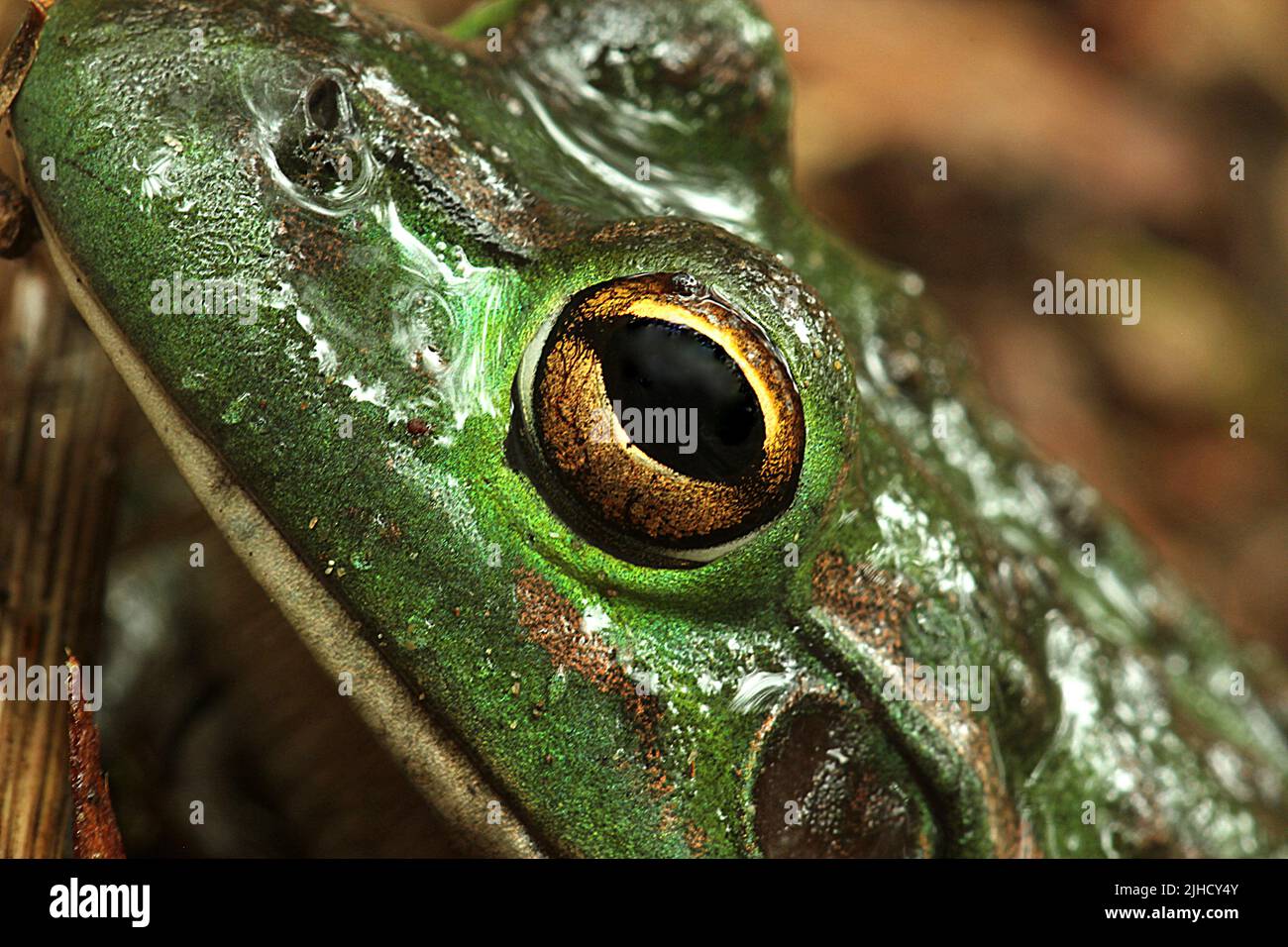 Southern bell frog (Ranoidea raniformis Stock Photo - Alamy