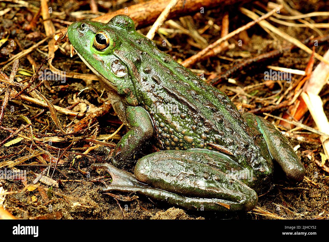 Southern bell frog (Ranoidea raniformis Stock Photo - Alamy