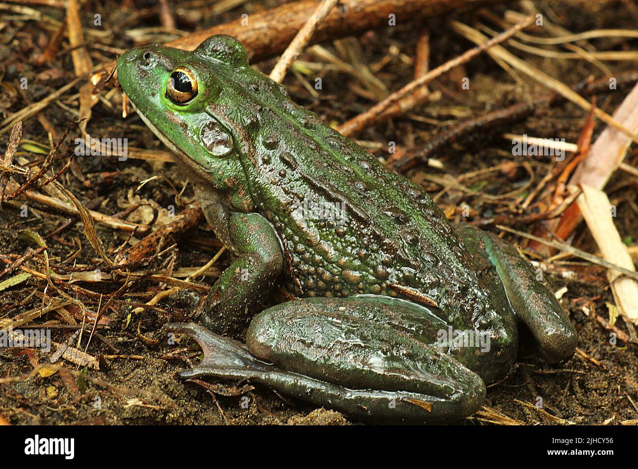 Southern bell frog (Ranoidea raniformis Stock Photo - Alamy