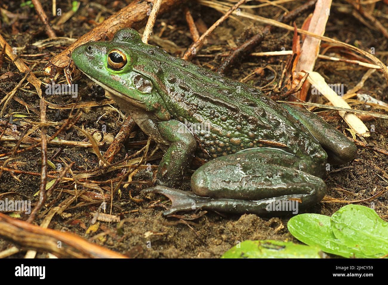 Southern bell frog (Ranoidea raniformis Stock Photo - Alamy
