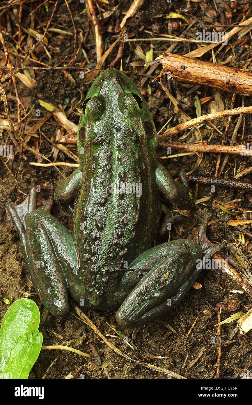 Southern bell frog (Ranoidea raniformis Stock Photo - Alamy