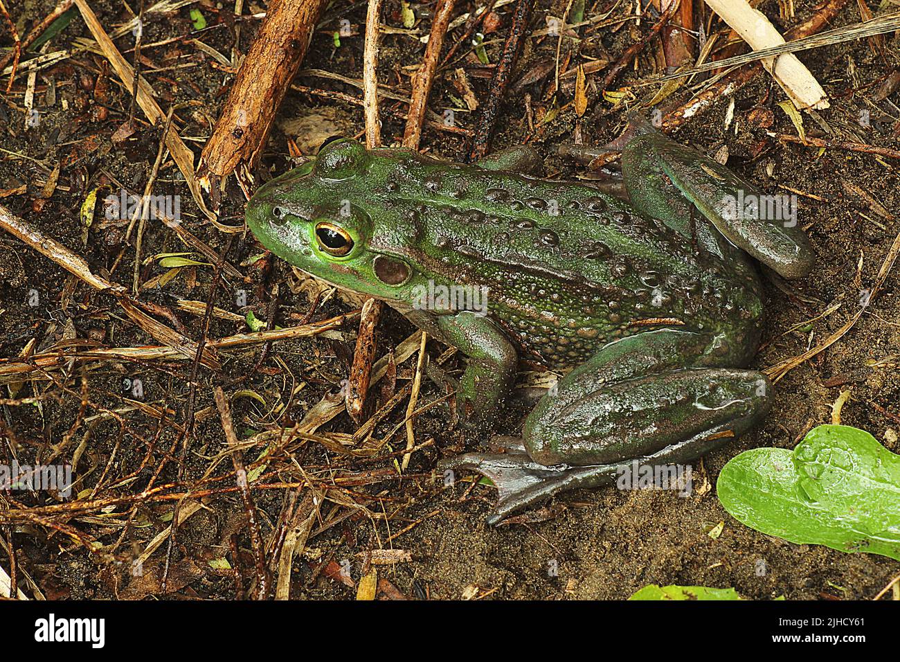 Southern bell frog (Ranoidea raniformis Stock Photo - Alamy