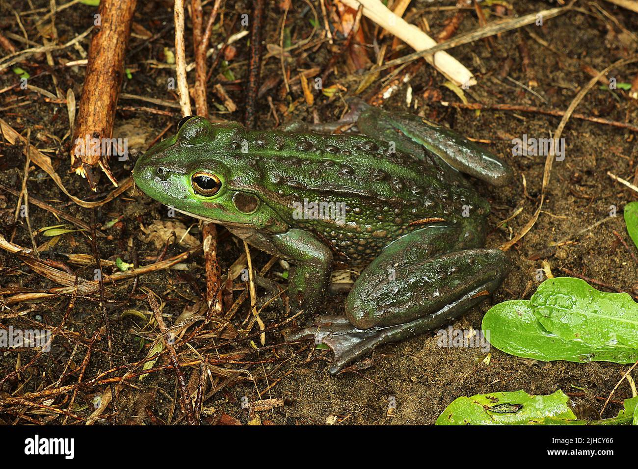 Southern bell frog (Ranoidea raniformis Stock Photo - Alamy