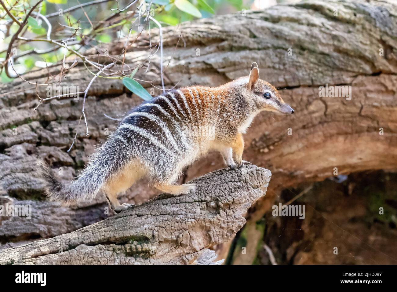 Australian Numbat