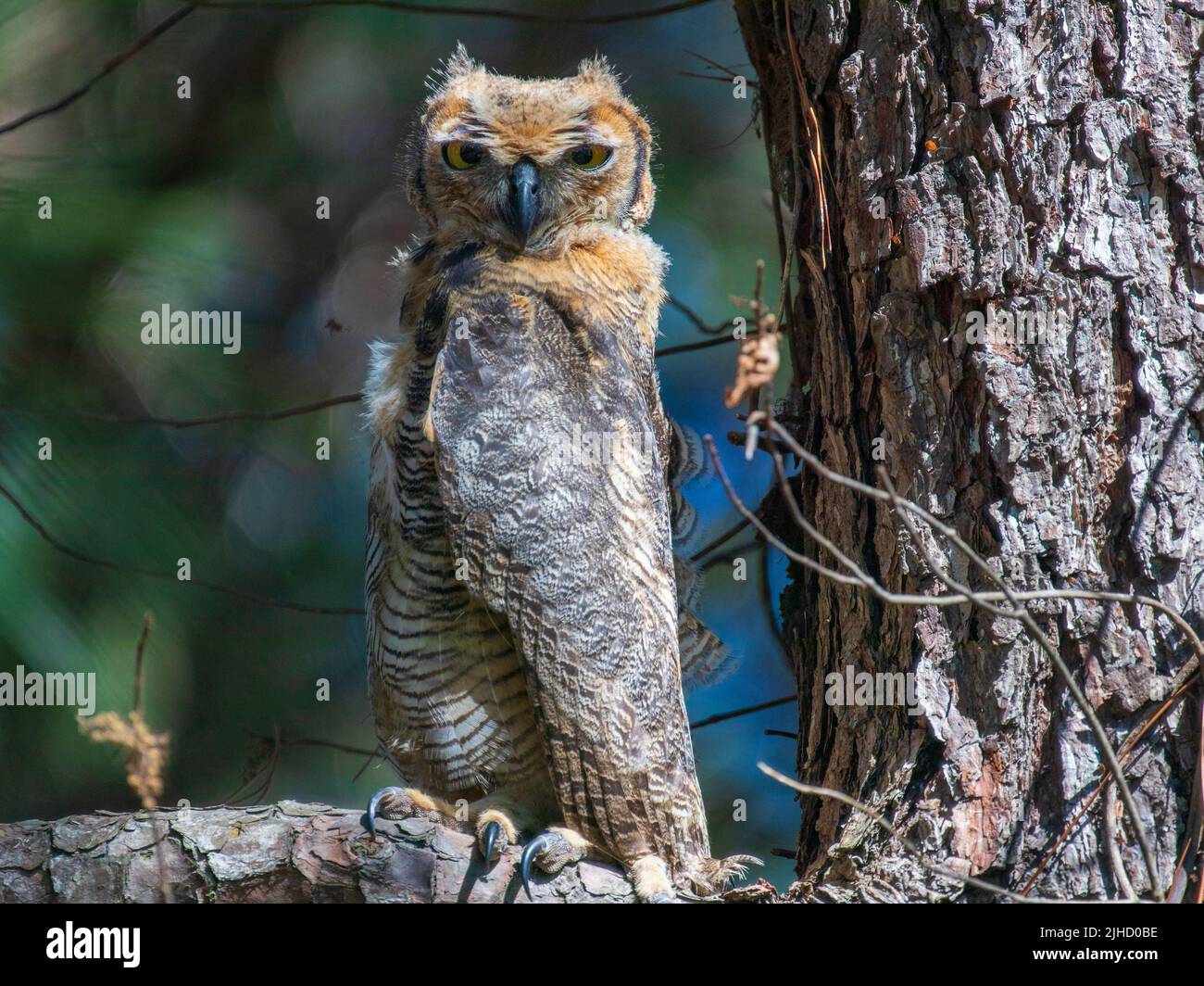 Juvenile Great Horned Owl Sitting in a Tree Stock Photo - Alamy