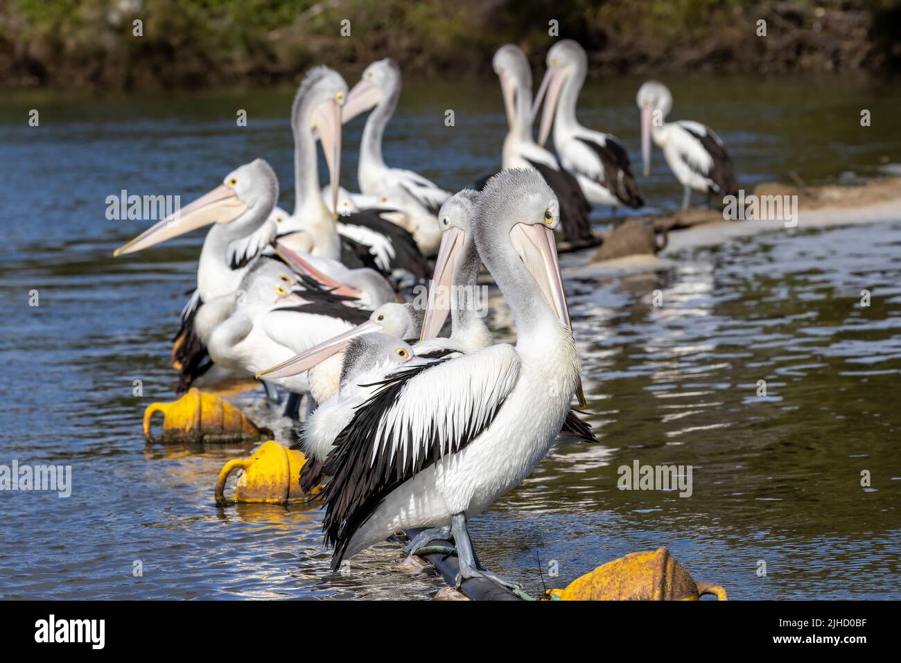 Flock of Australian Pelicans preening Stock Photo - Alamy