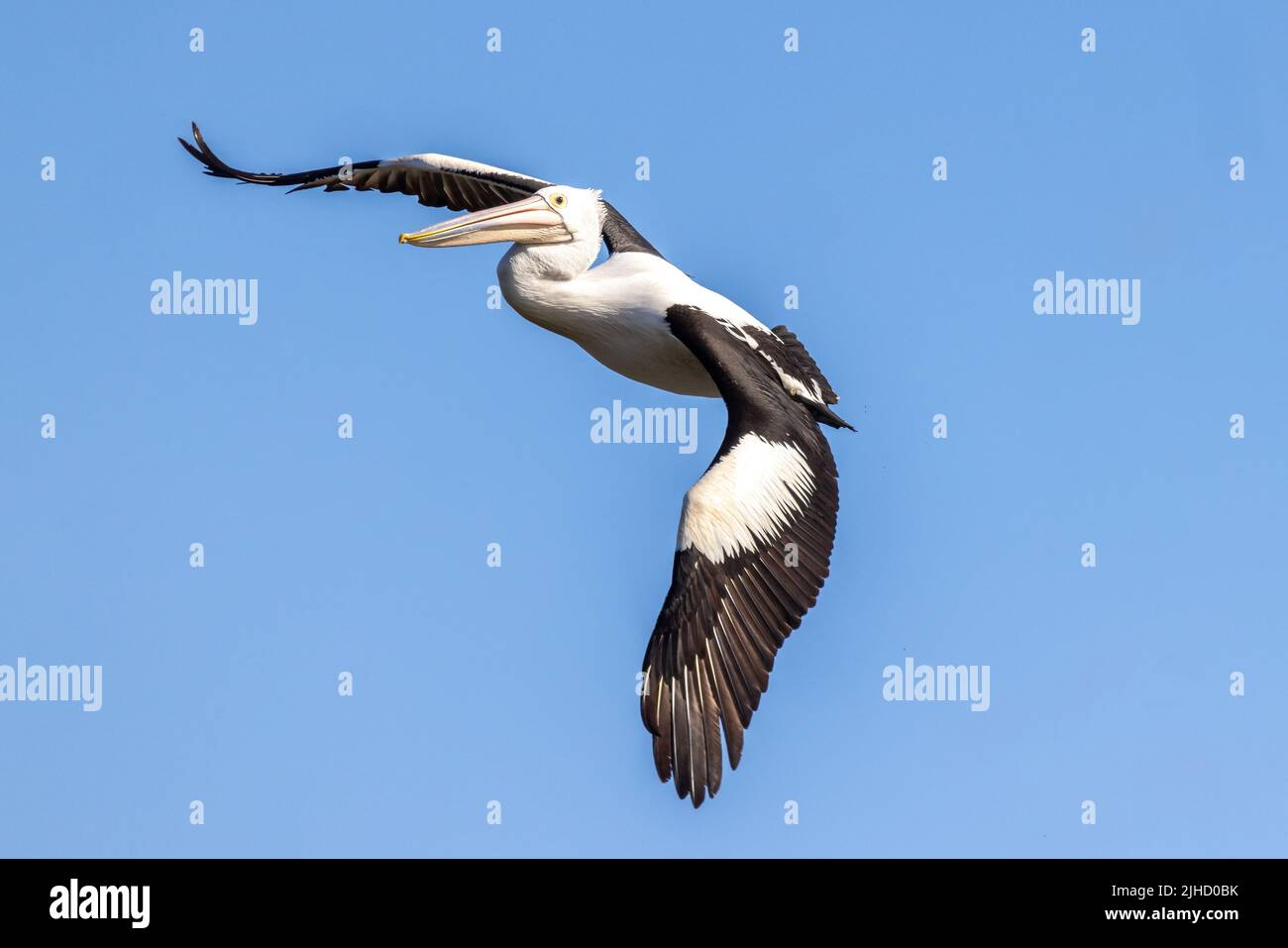 Australian Pelican in flight with blue sky Stock Photo - Alamy