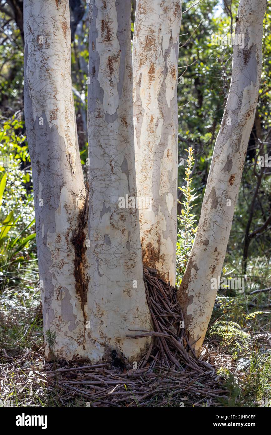 Trunks of an Australian Scribbly Gum Tree Stock Photo - Alamy