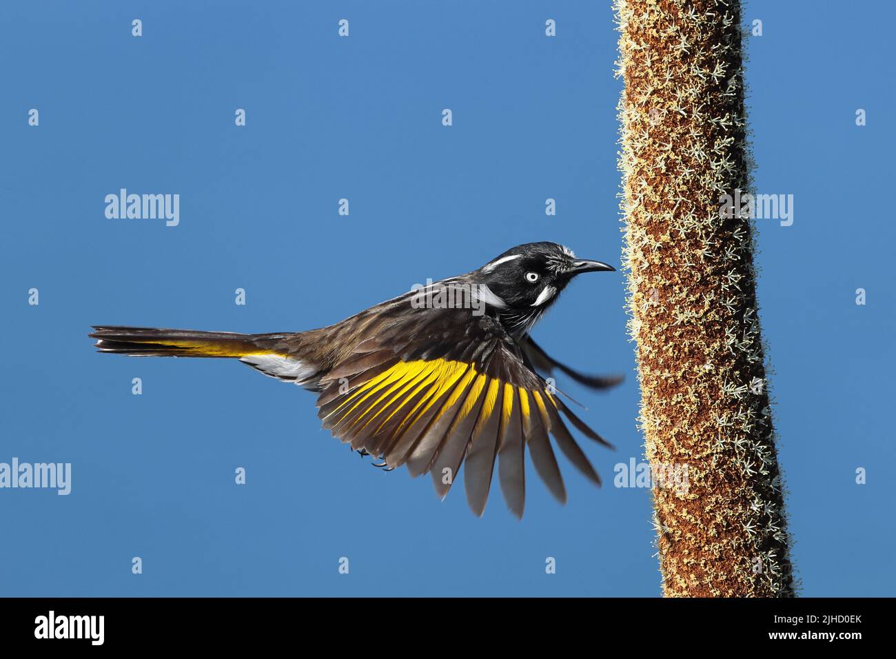 New Holland Honeyeater feeding on Grass Tree nectar Stock Photo - Alamy