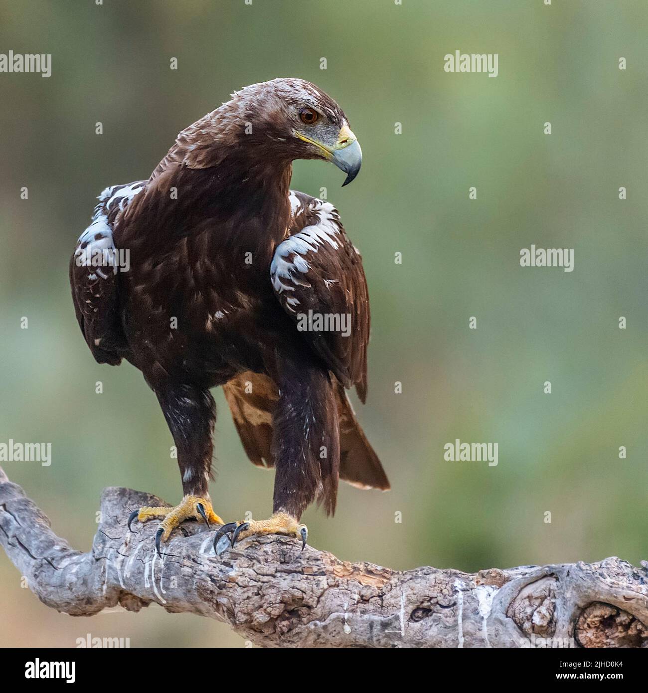 spanish imperial eagle perched on a log soft light Stock Photo - Alamy