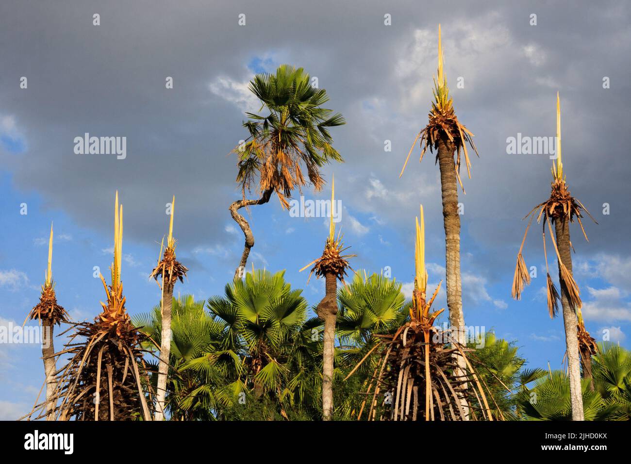 carnauba (copernicia prunifera) is a species of palm native to ...