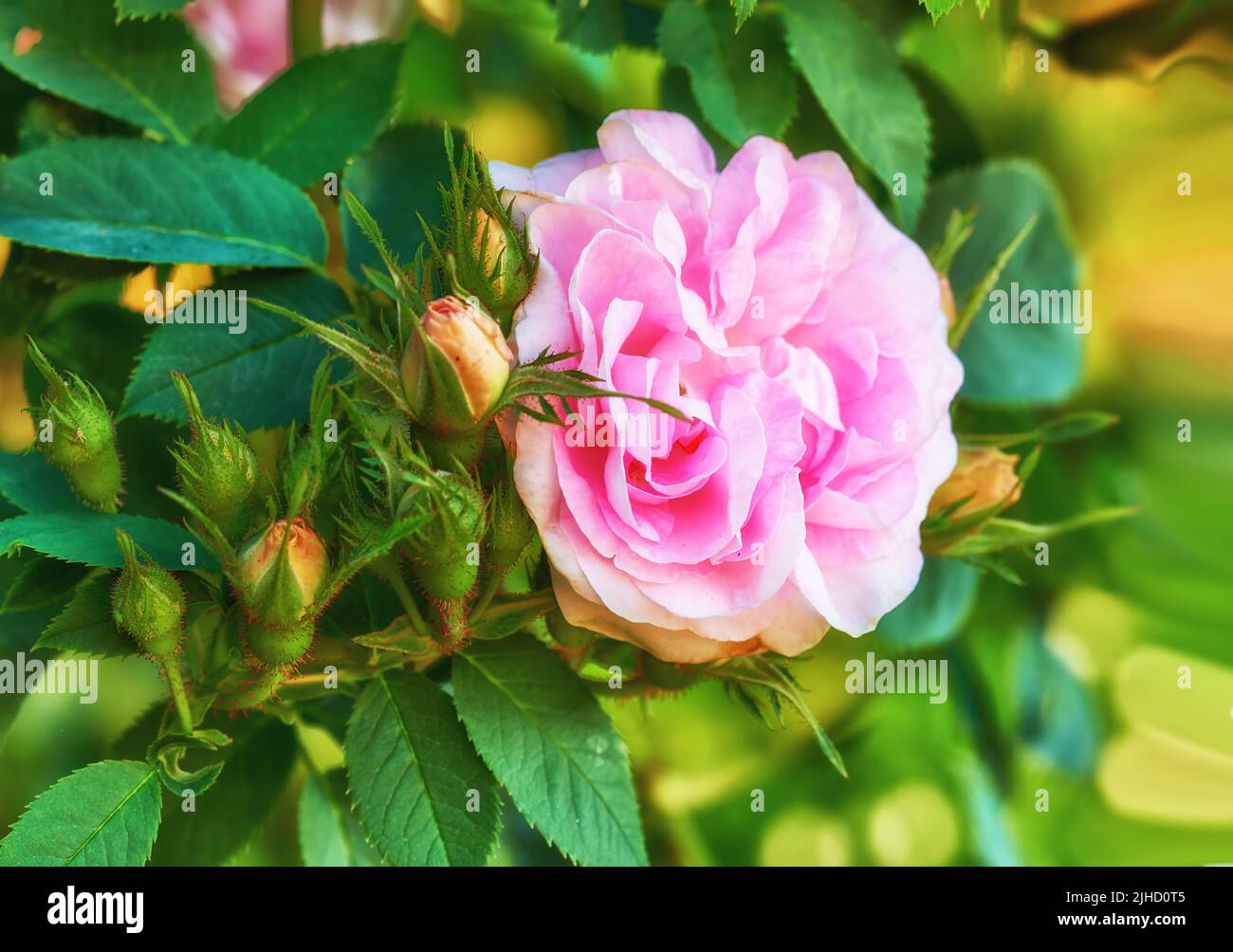The rose in the garden. A photo of a beautiful pink rose in the garden ...