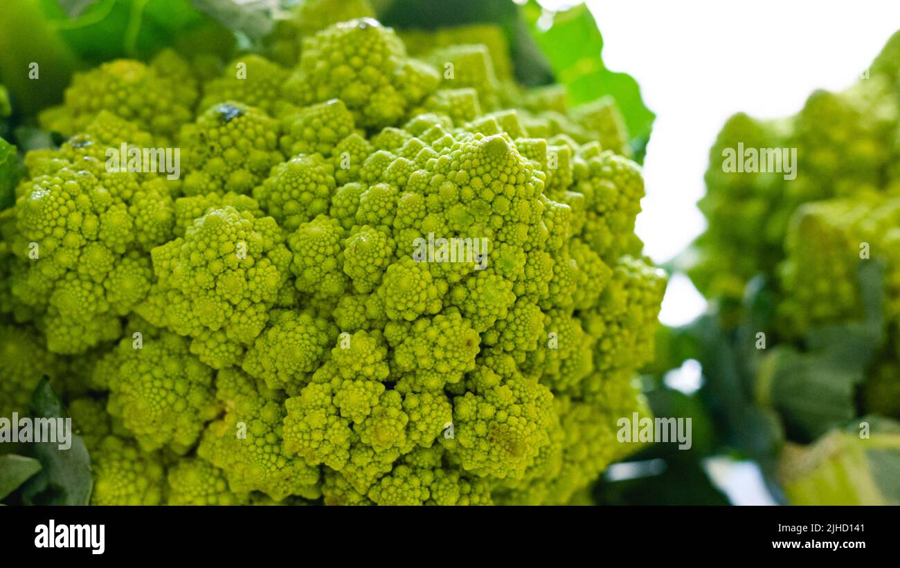 Romanesco broccoli cabbage (Roman Cauliflower) close-up isolated on ...