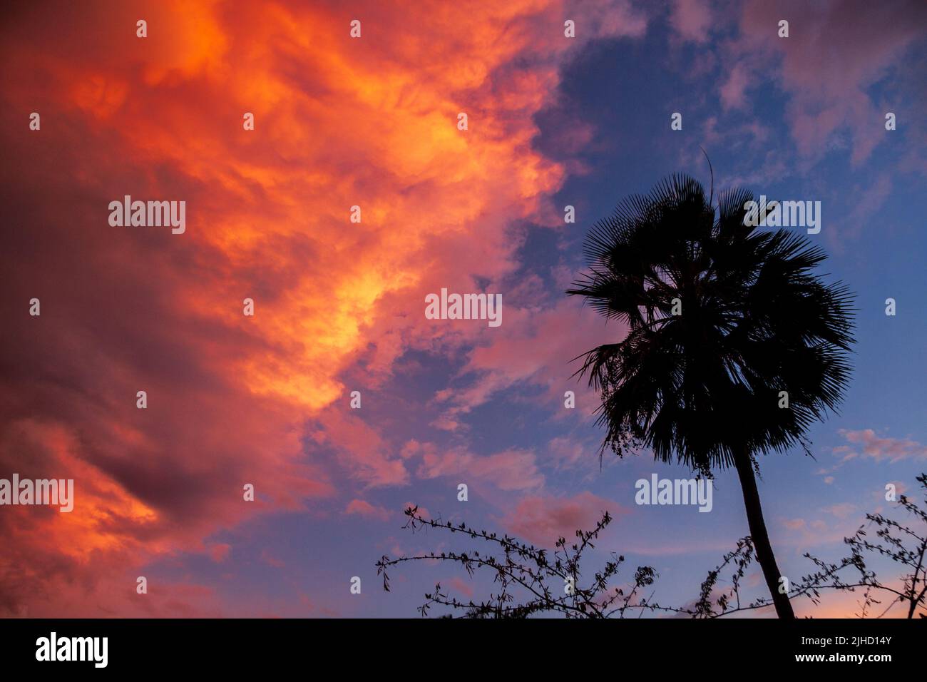 carnauba palm or copernicia prunifera or carnaubeira Stock Photo - Alamy