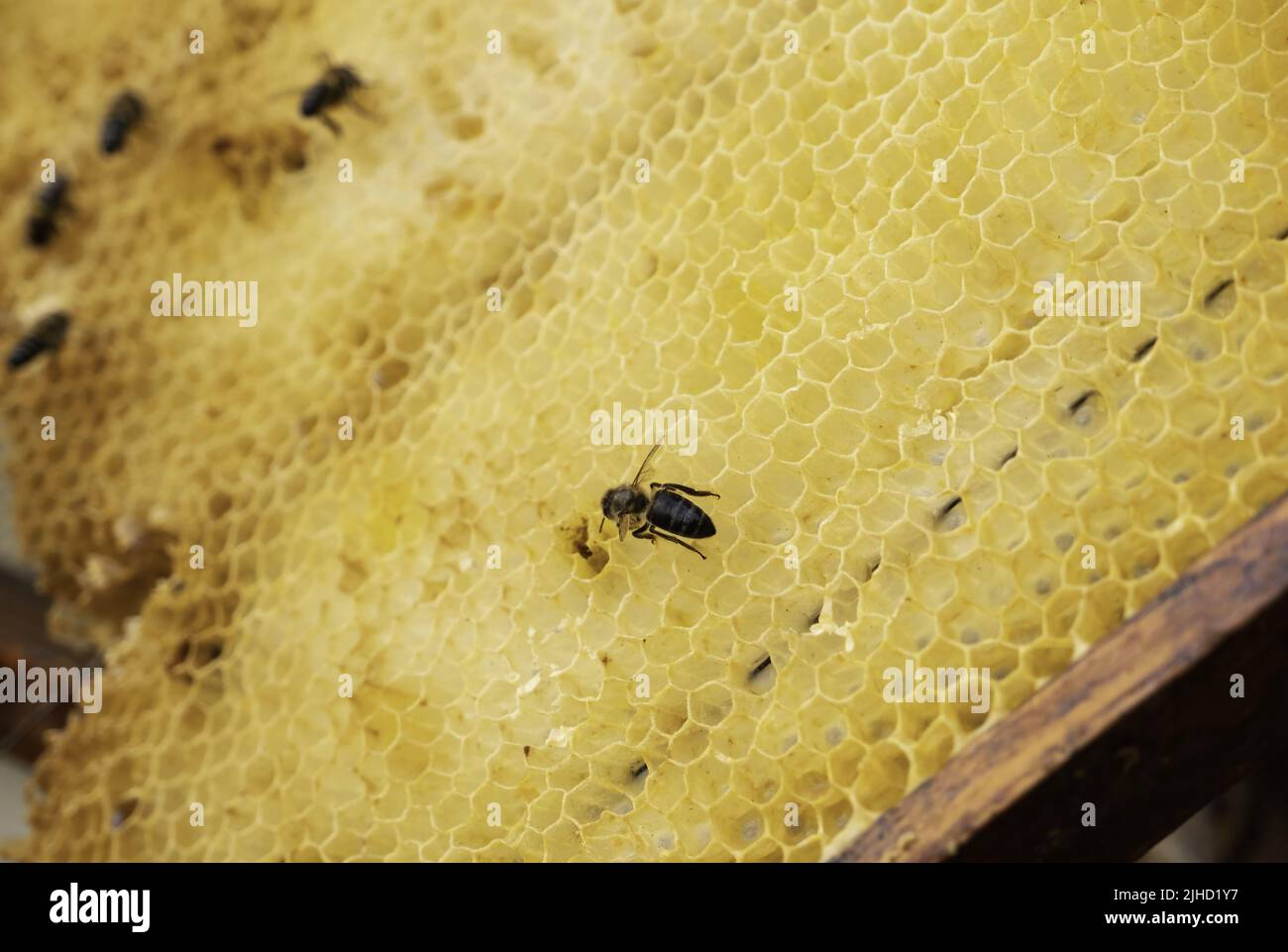 Detail of insects making honey, hive Stock Photo - Alamy