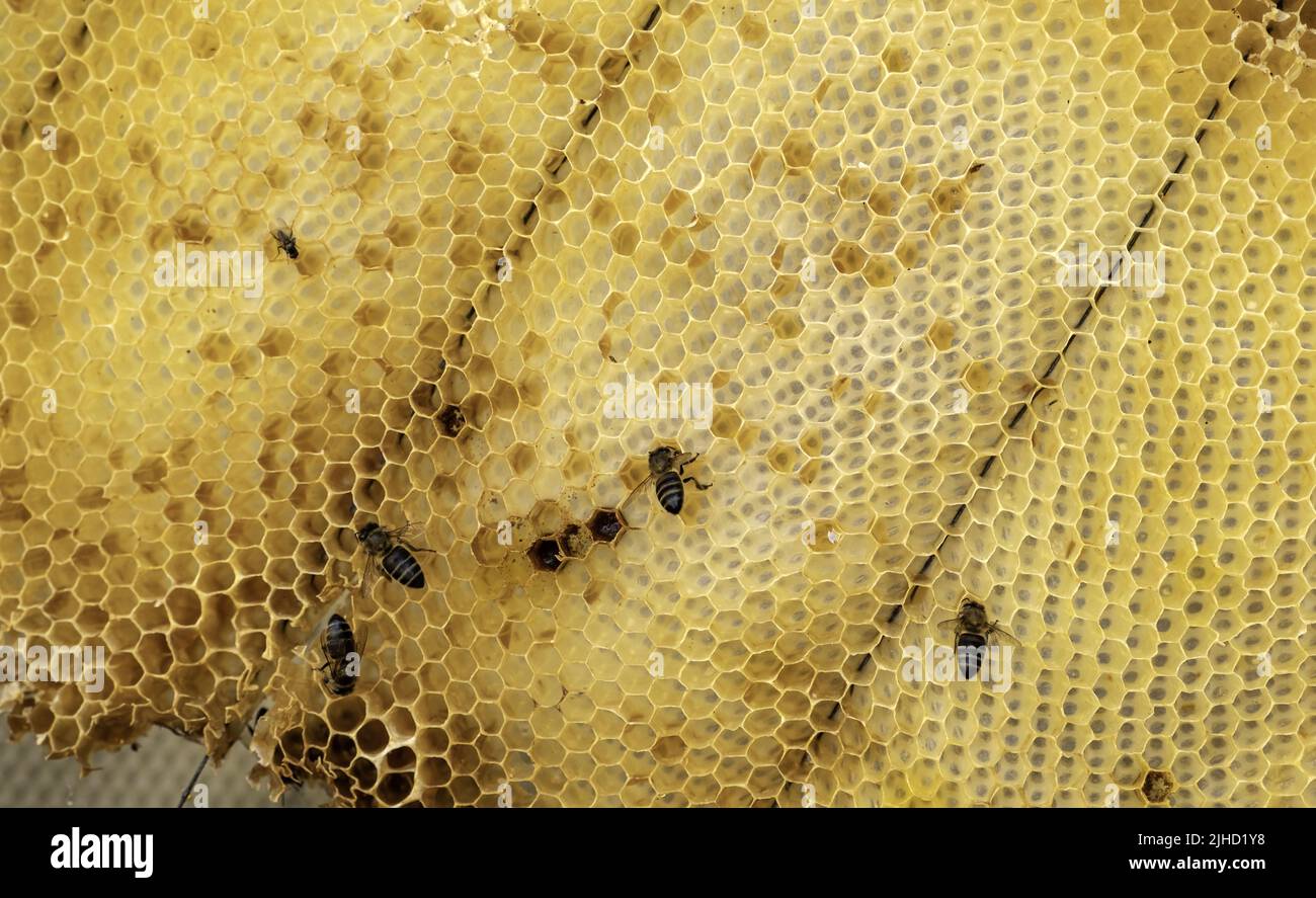 Insects natural honey making close hi-res stock photography and images ...