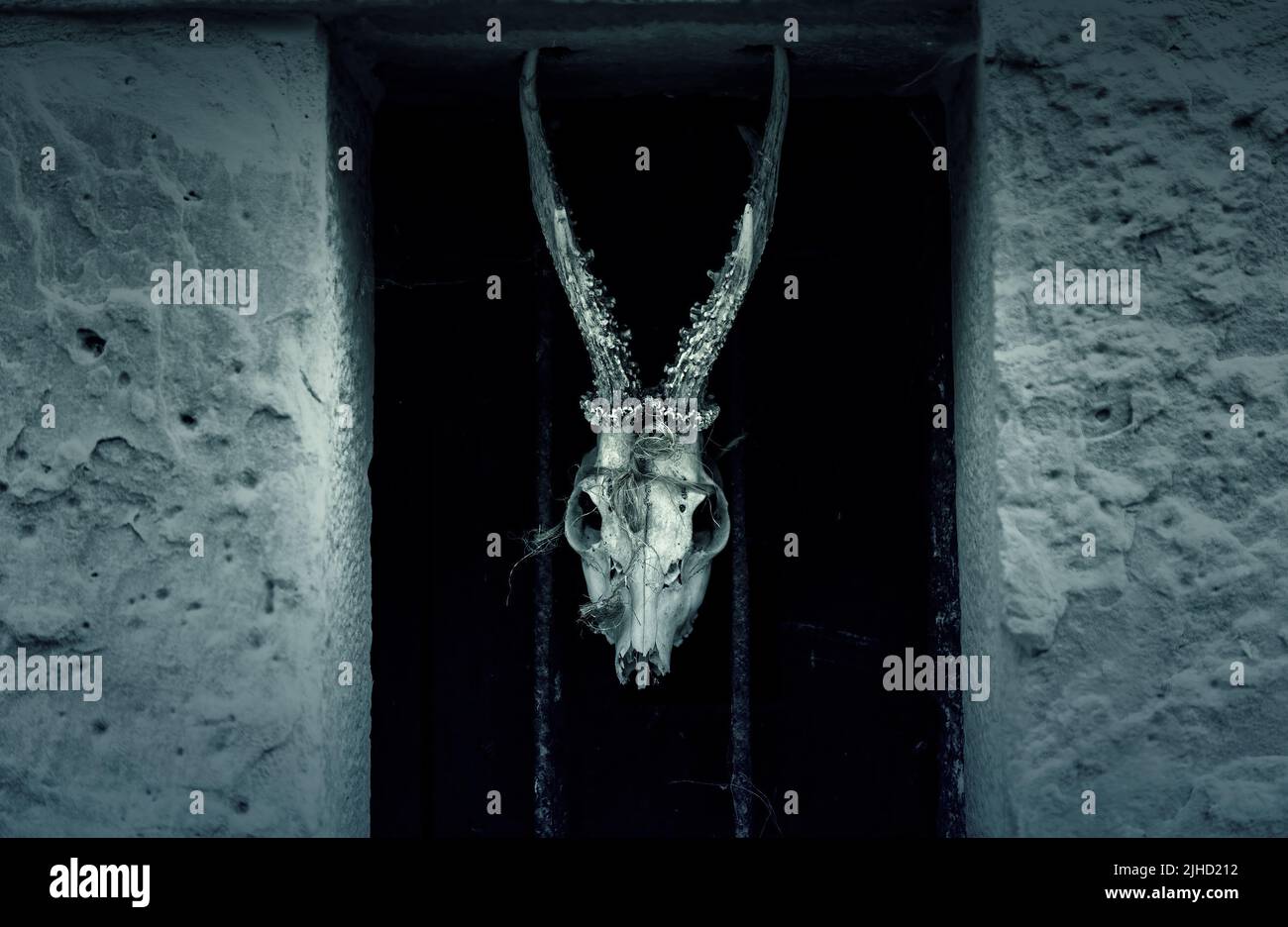 Detail of dead animal bones, witchcraft and superstition Stock Photo ...