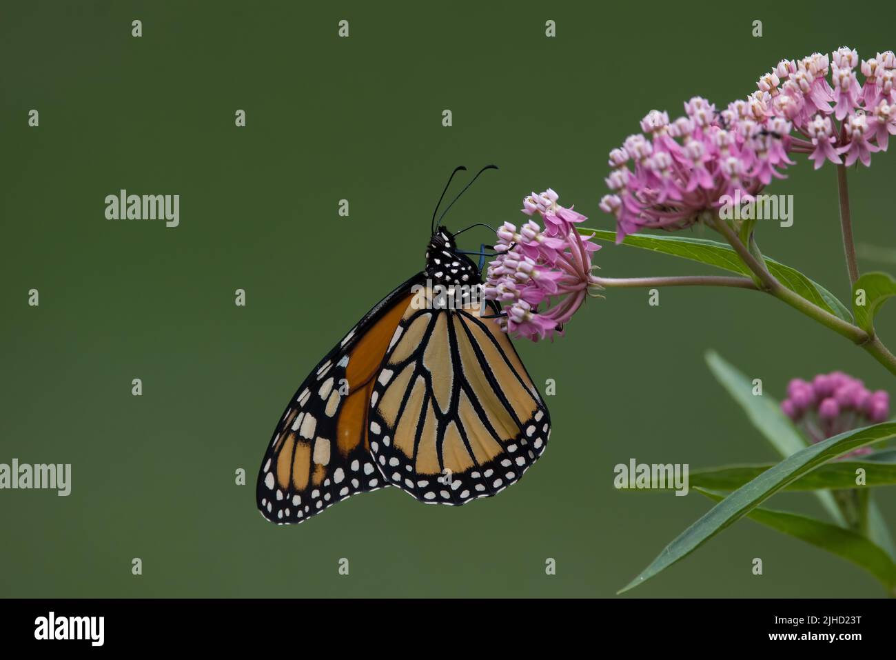 Monarch Butterfly feeding on Swamp Milkweed Stock Photo - Alamy