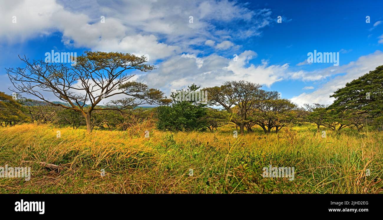 Photos of Oahu jungle - Hawaii. Images from Oahu - The state of Hawaii ...