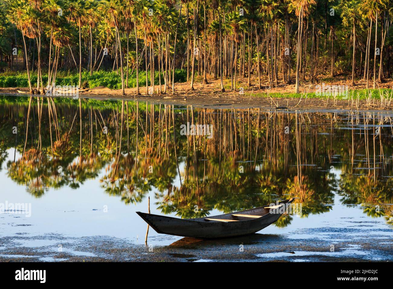 Mutamba hi-res stock photography and images - Alamy