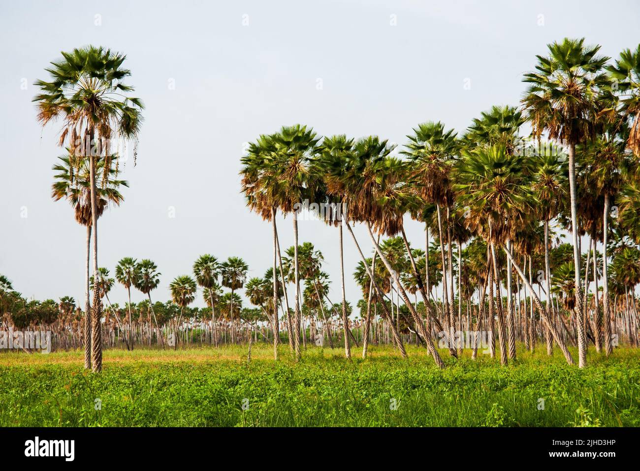 Piato hi-res stock photography and images - Alamy