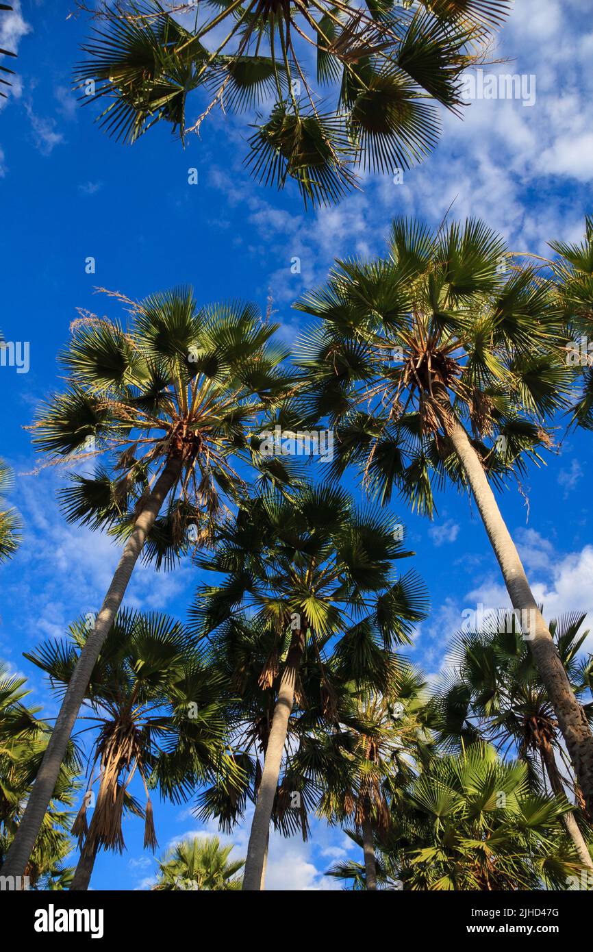 carnauba (copernicia prunifera) is a species of palm native to ...