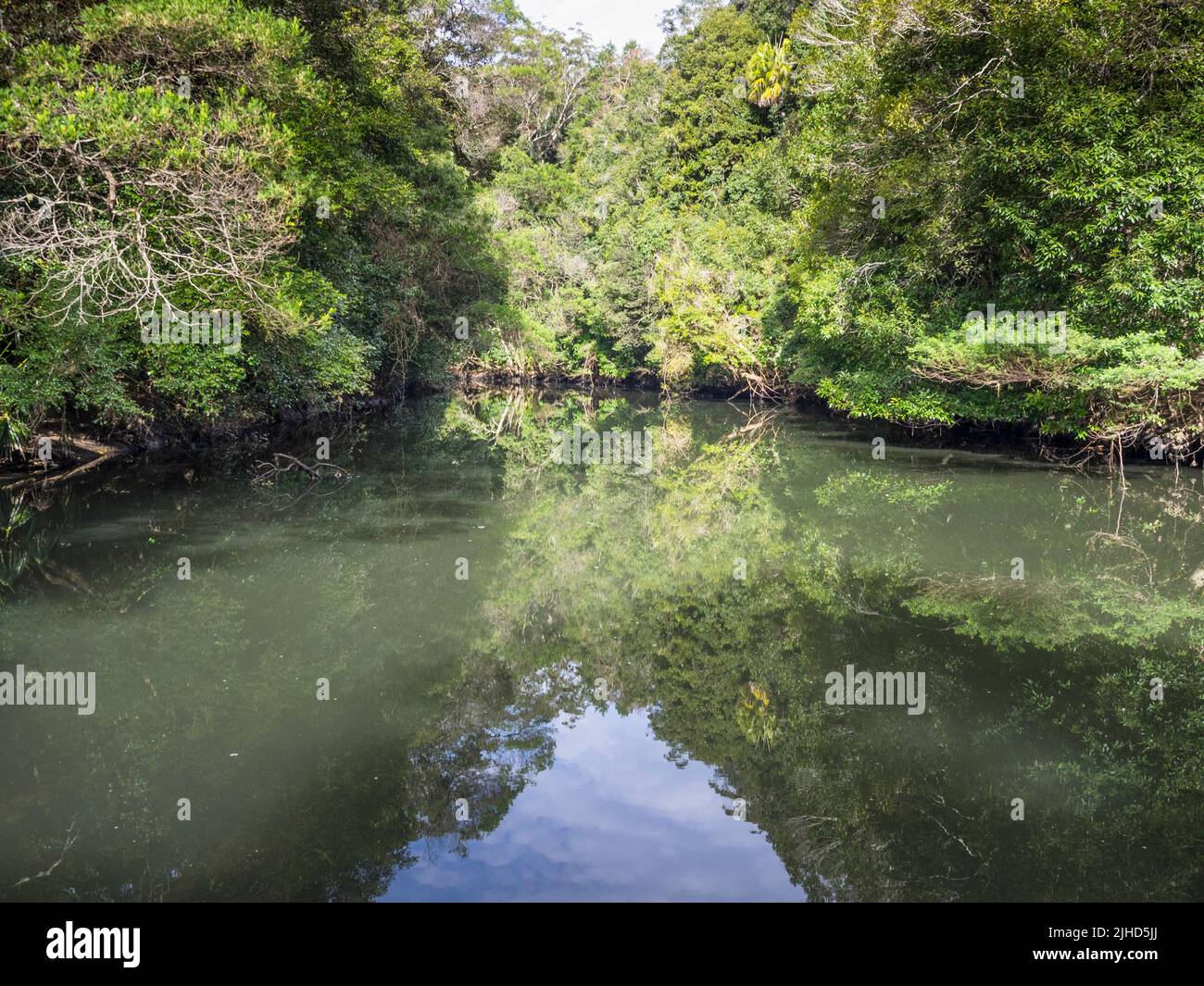 Green riparian forest reflections in the Hacking River, Royal National ...
