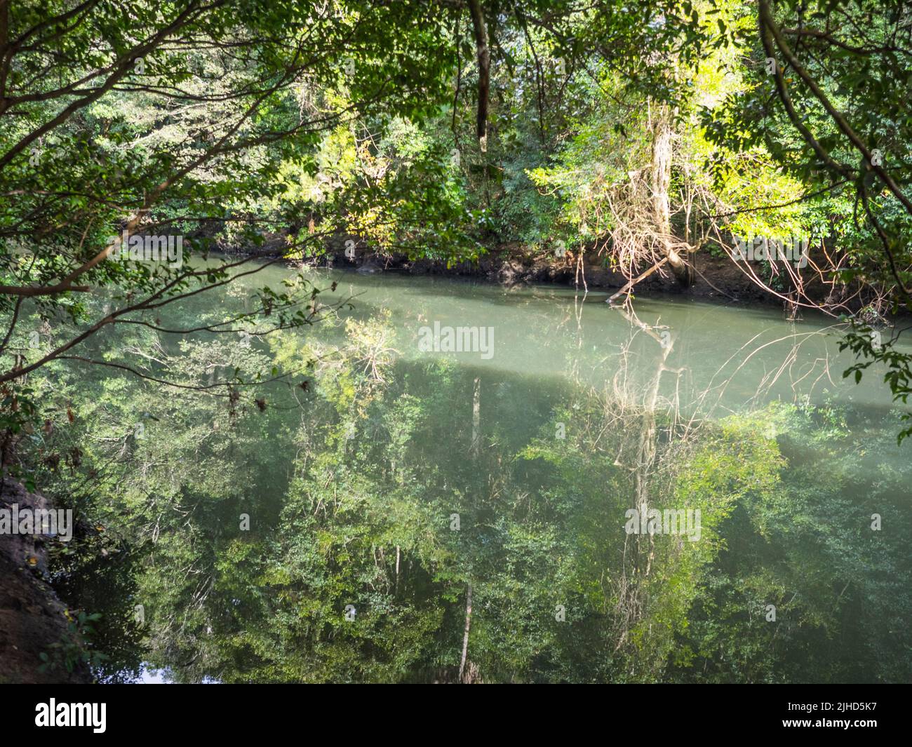 Green riparian forest reflections in the Hacking River, Royal National ...