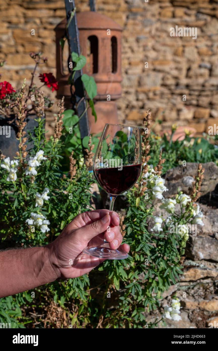 Tasting of red wine by old wine maker in Pierres Dorées region with ...