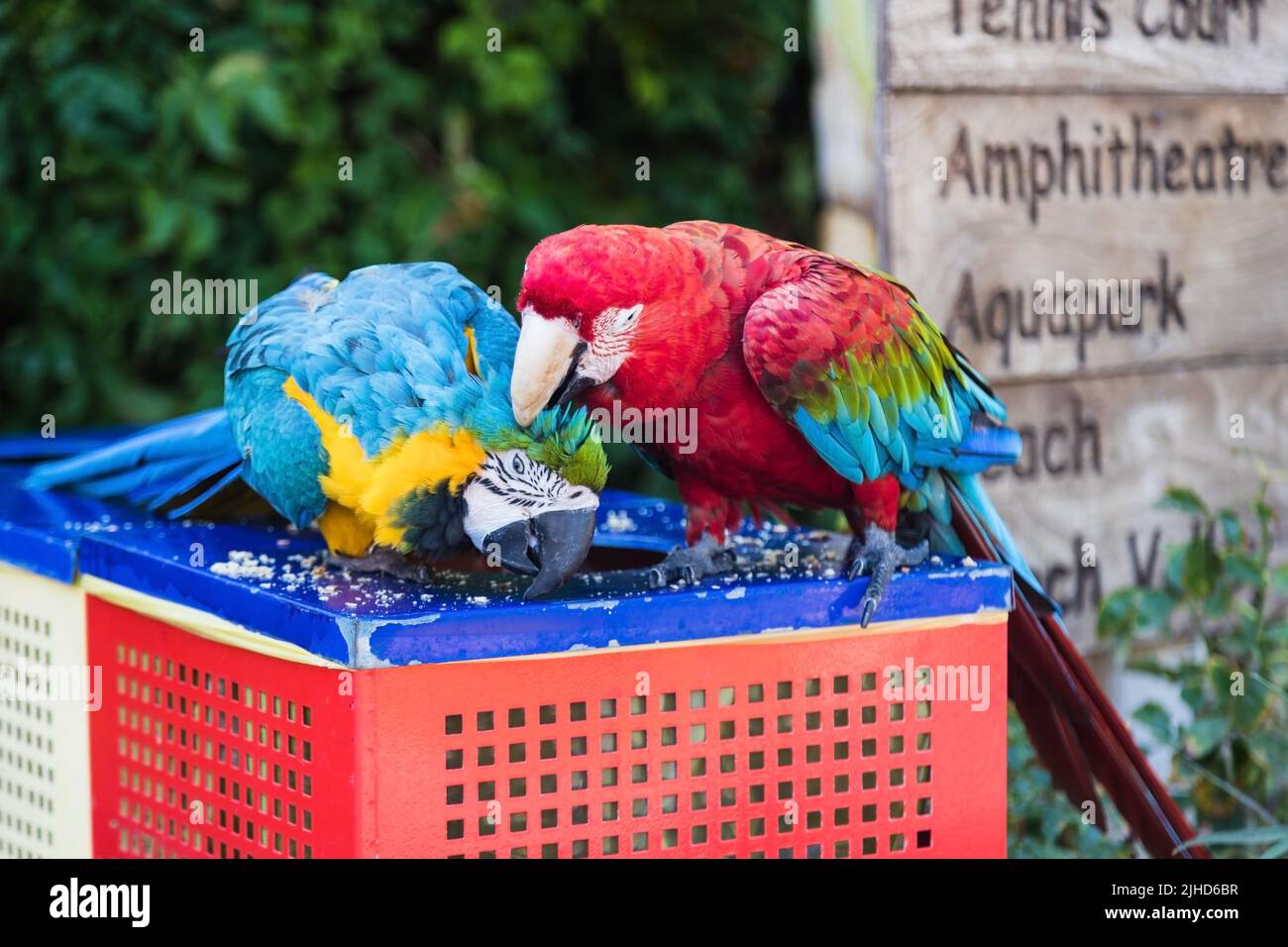 two macaw parrots eat food Stock Photo - Alamy
