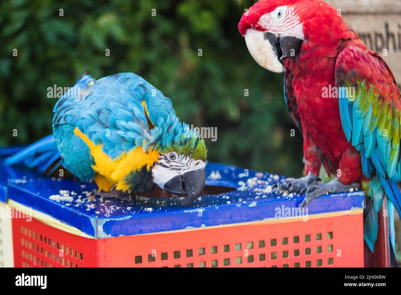 two macaw parrots eat food Stock Photo - Alamy