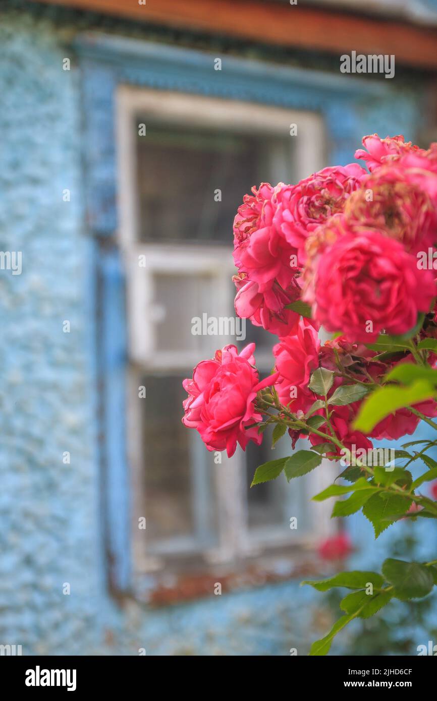 pink-red climbing rose against the background of an old stone blue ...