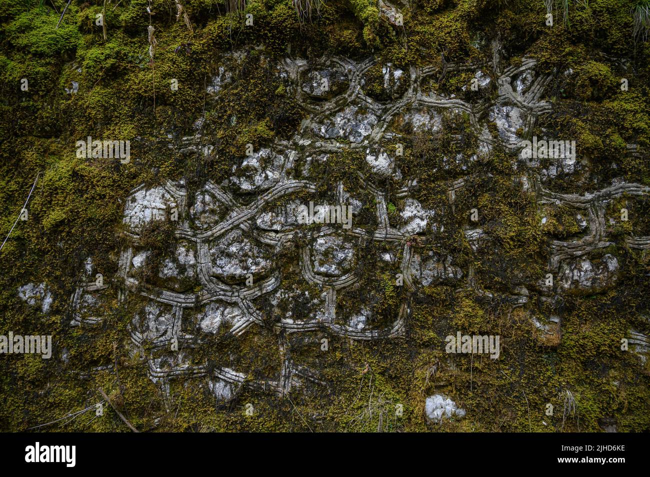 An old stone wall covered with moss and withered grass. The texture of ...