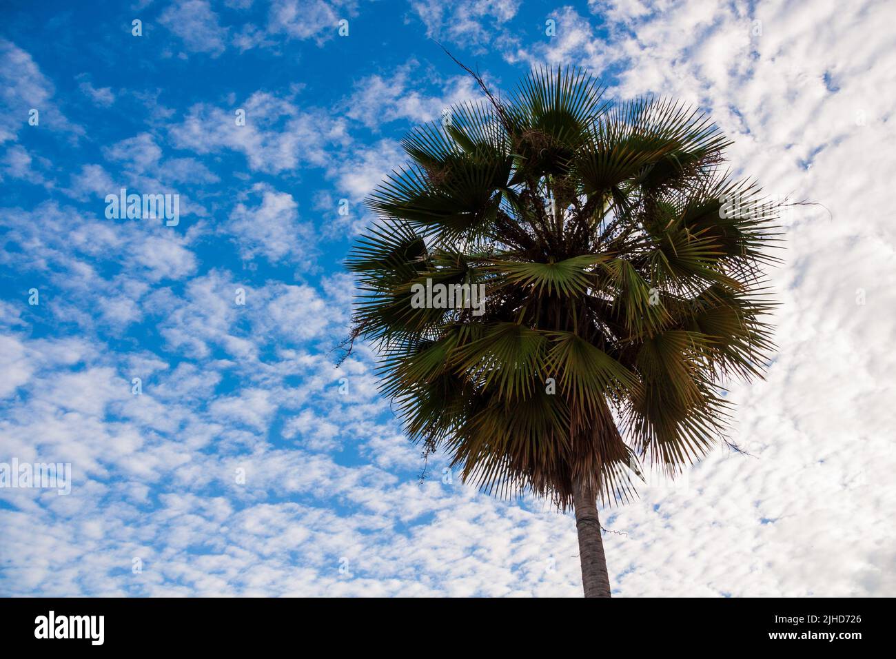 carnauba palm or copernicia prunifera or carnaubeira Stock Photo - Alamy