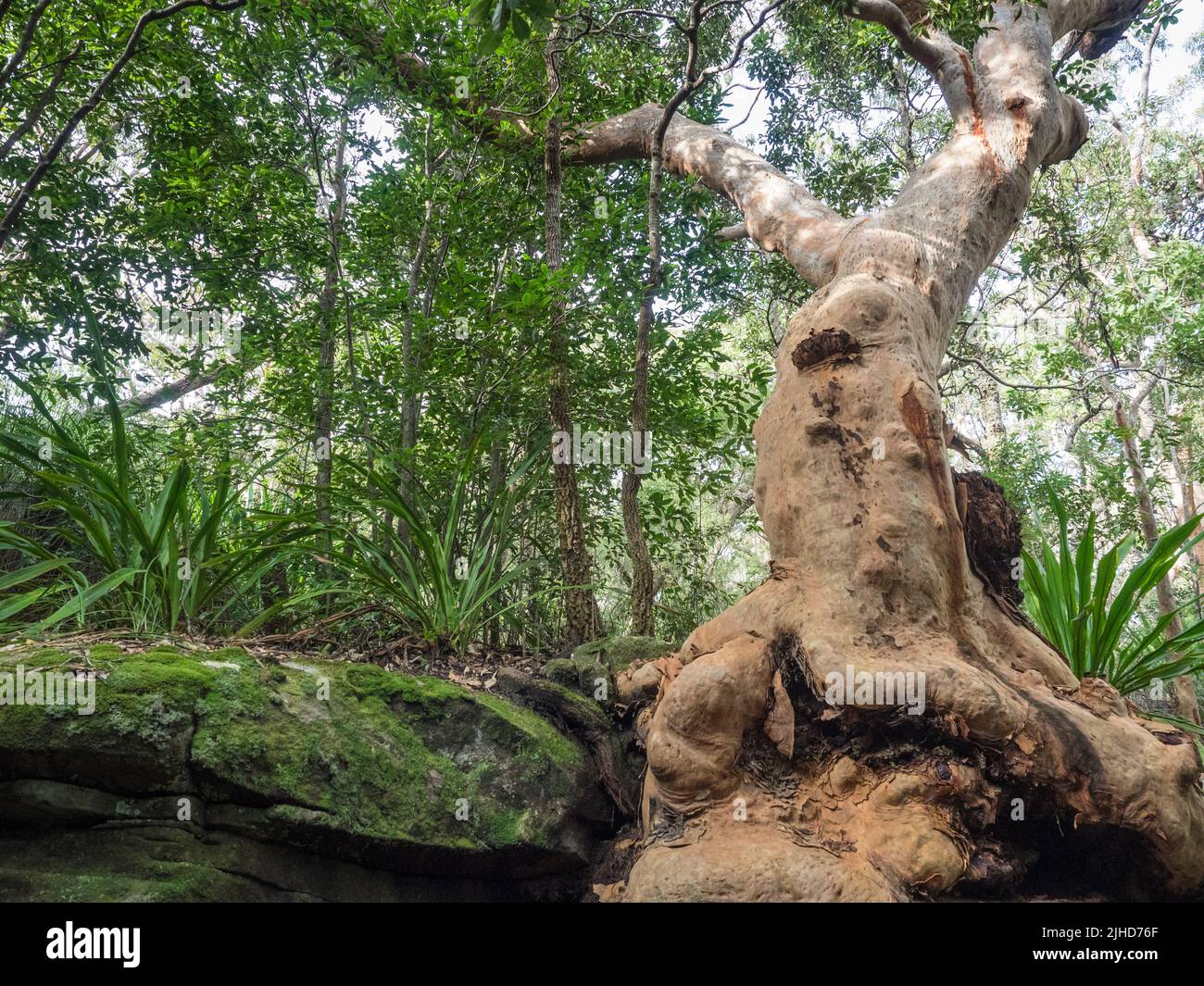A gnarled Sydney Red Gum (Angophora costata) surrounded by Gymea ...