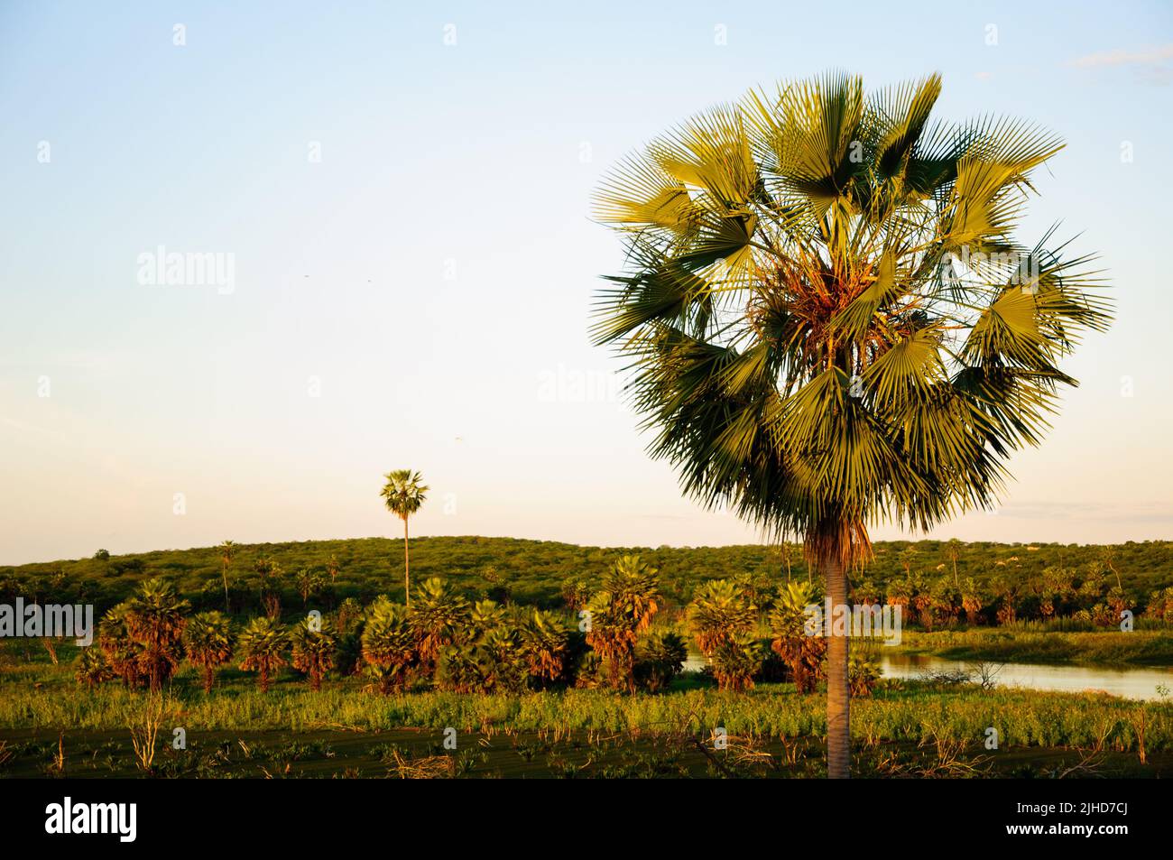 carnauba (copernicia prunifera) is a species of palm native to ...