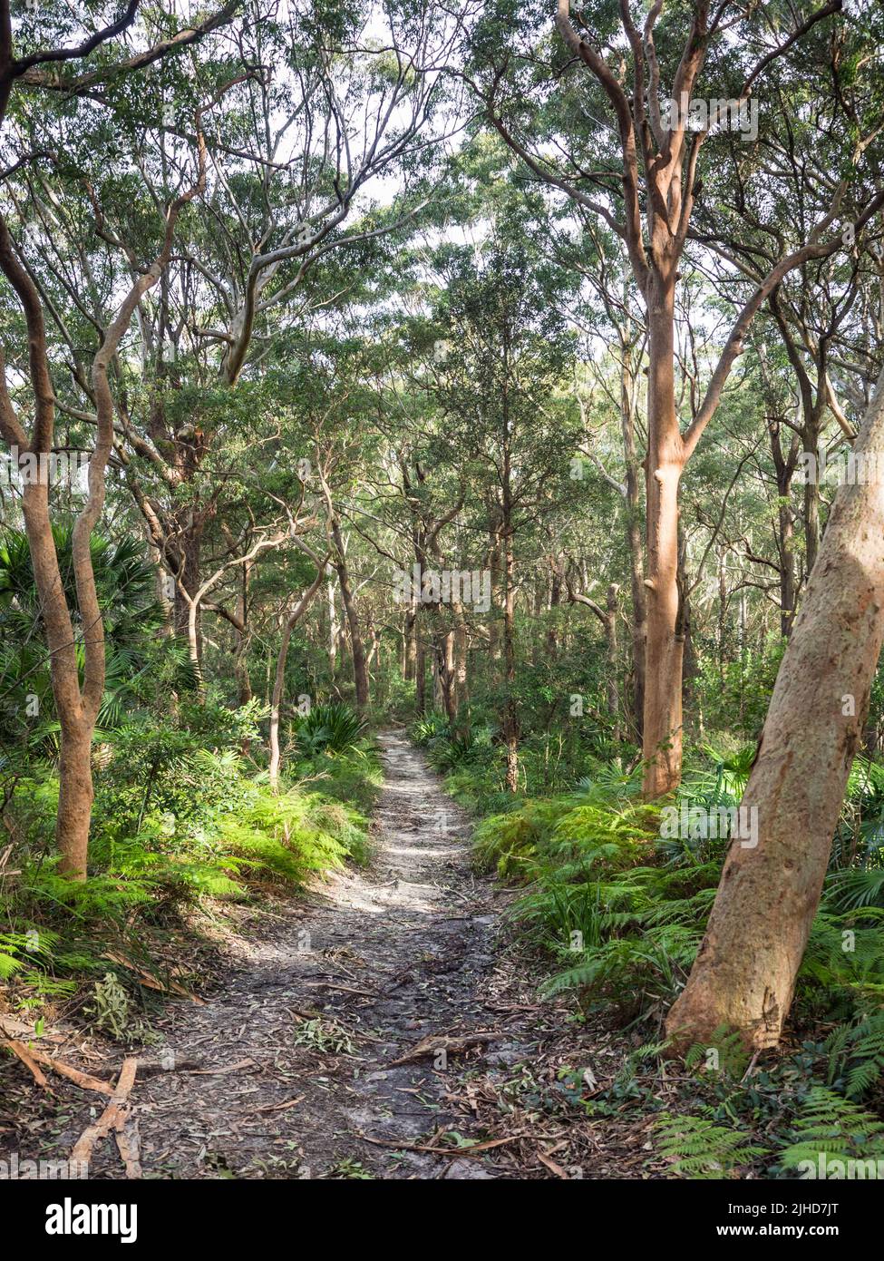 Young Sydney Red Gums (Angophora costata) and bracken line the Royal ...