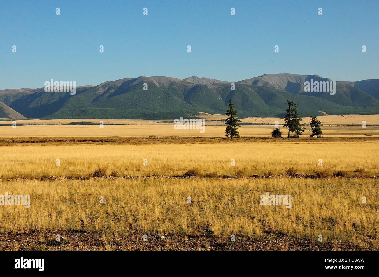 Several tall pines stand in the center of the dry flat steppe at the ...