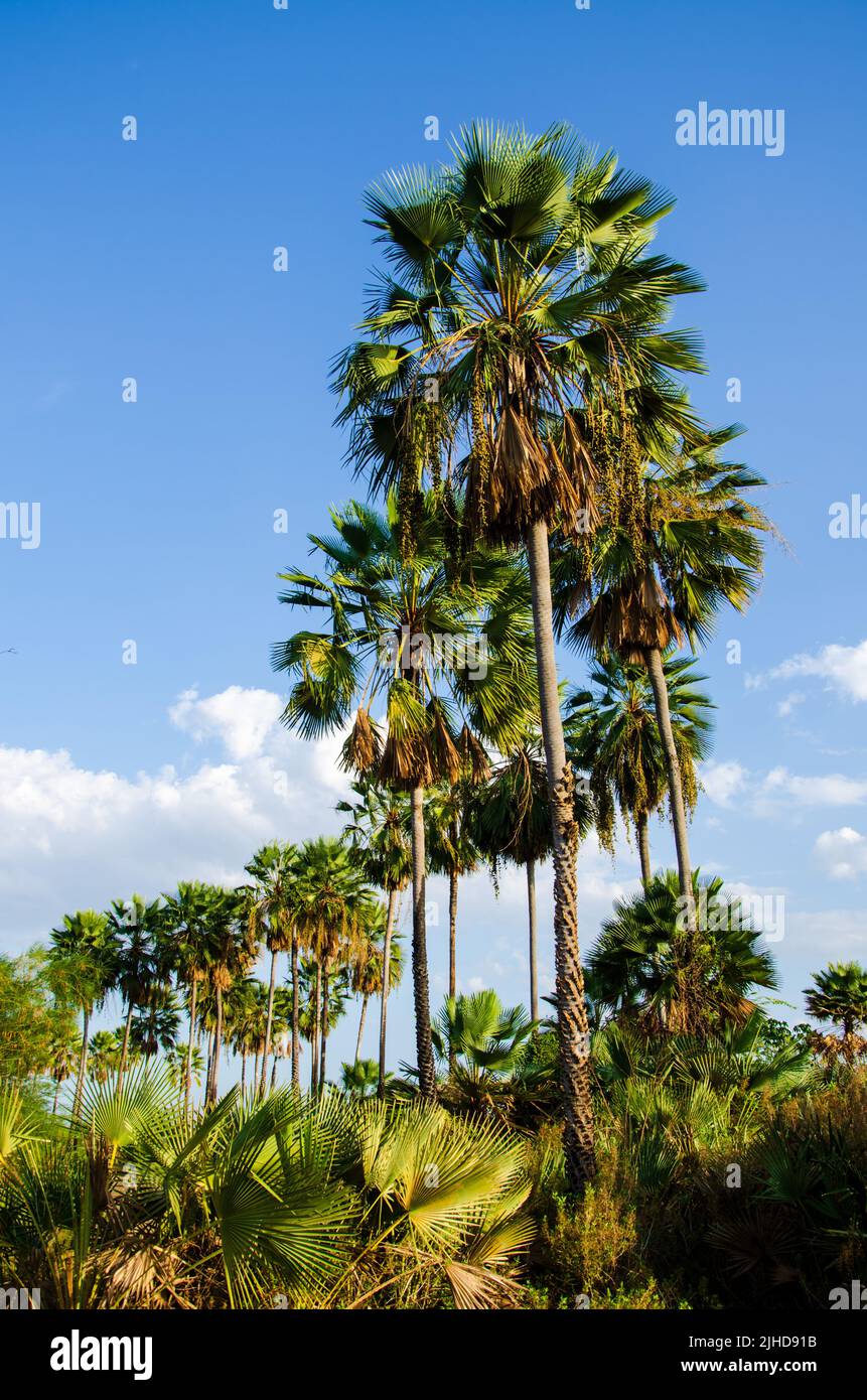 carnauba palm or copernicia prunifera or carnaubeira Stock Photo - Alamy